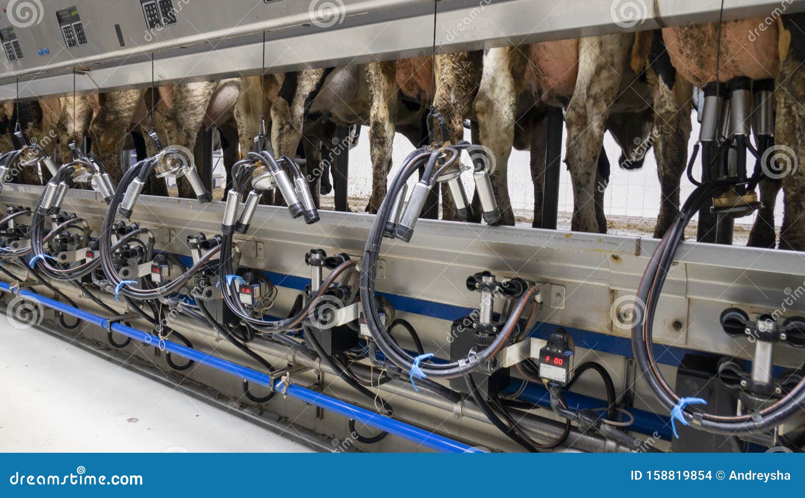 Automatic Milking of Cows on a Cattle Farm Stock Photo - Image of cows ...