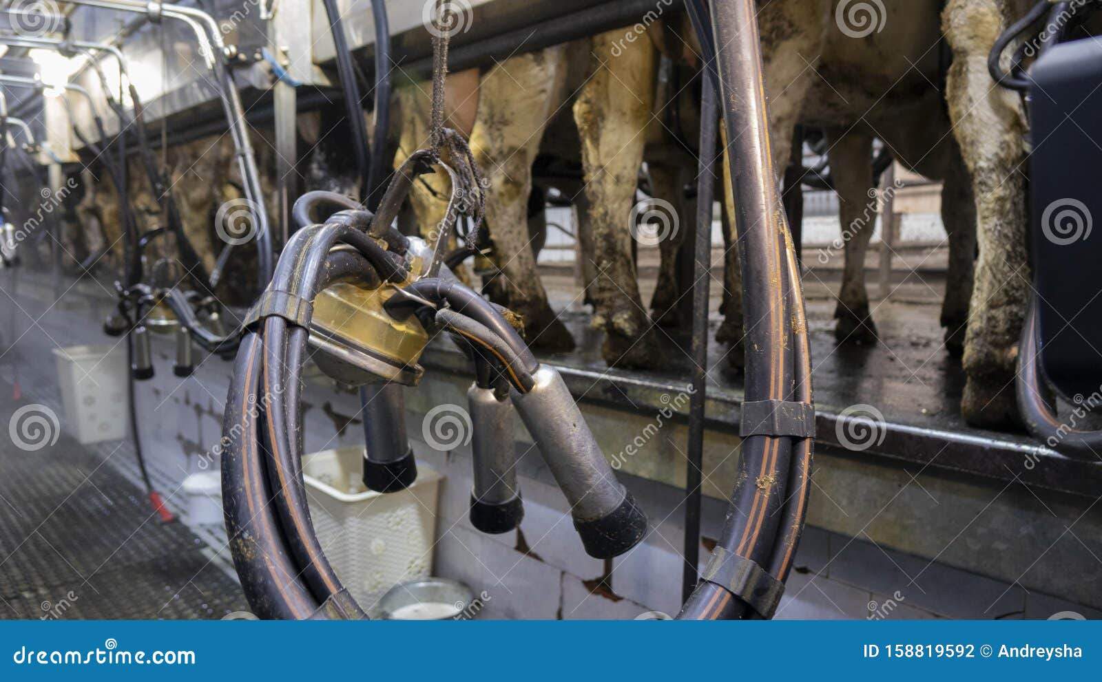 Automatic Milking of Cows on a Cattle Farm Stock Photo - Image of ...