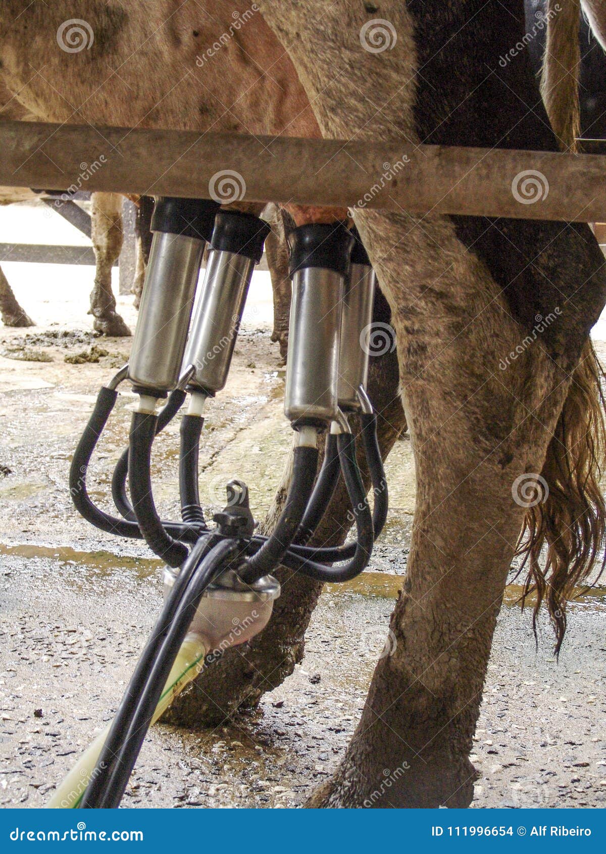 Automatic milking system stock photo. Image of animal - 111996654
