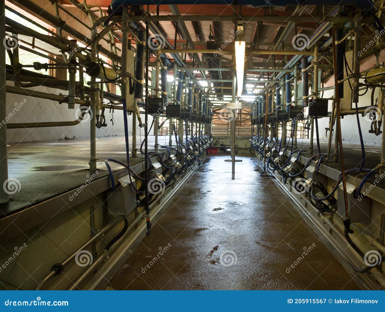 Automatic milking system stock image. Image of computer - 205915567