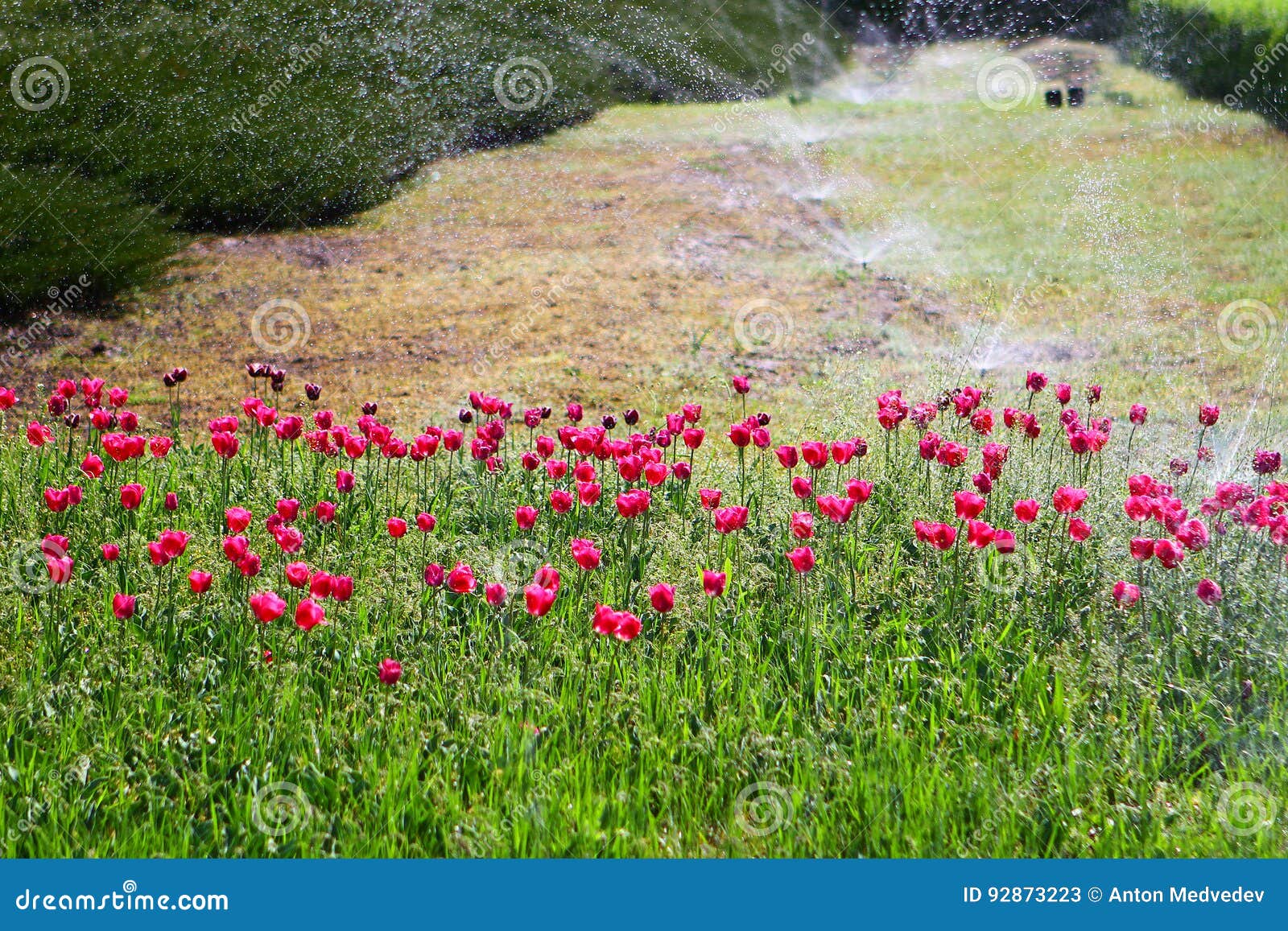 Automatic Sprinkle Plants on Flower Lawn Stock Image - Image of ...