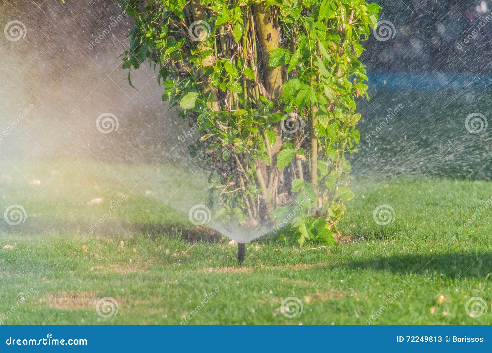 Automatic Sprinkle Plants in the Garden Stock Image - Image of plant ...