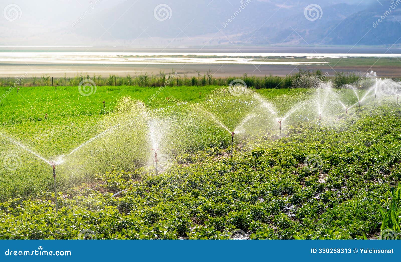 Automatic Sprinkler Irrigation System Watering in the Vegetable Farm ...