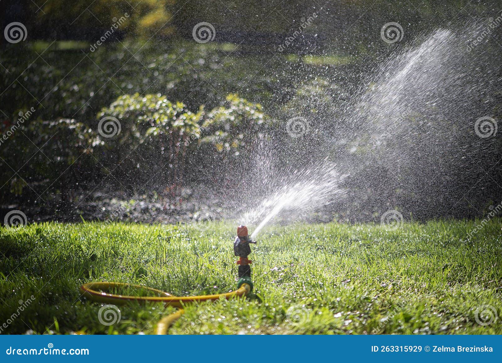 Automatic Sprinkler System Watering the Lawn.Watering in the Garden ...