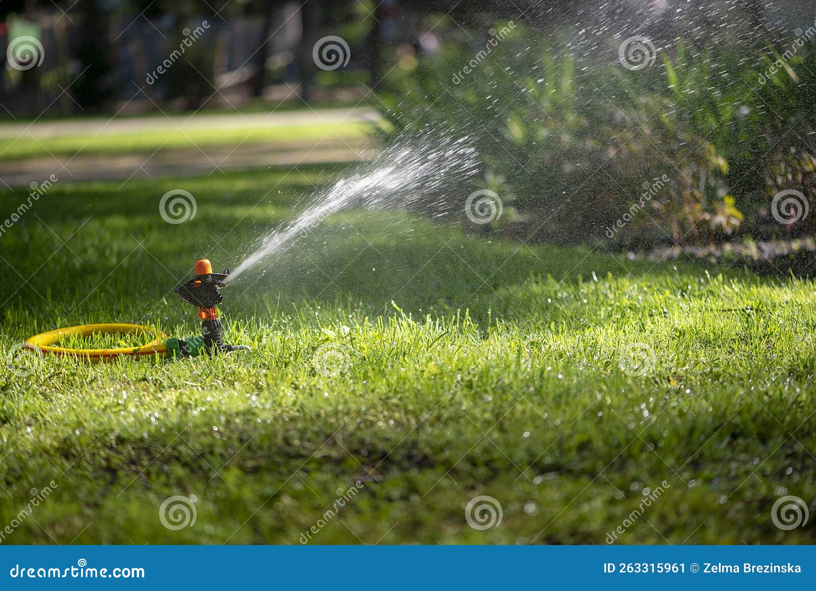 Automatic Sprinkler System Watering the Lawn.Watering in the Garden ...