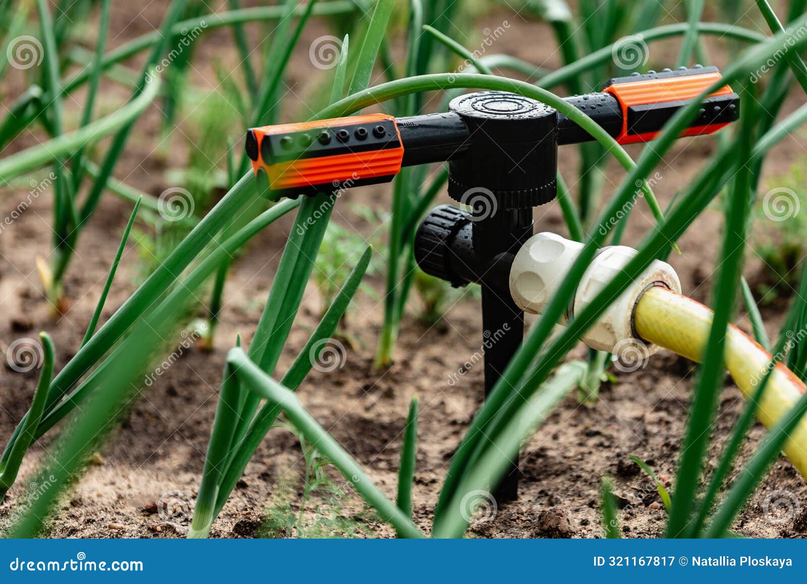 Automatic Sprinkler System Watering in Spring Garden. Stock Image ...