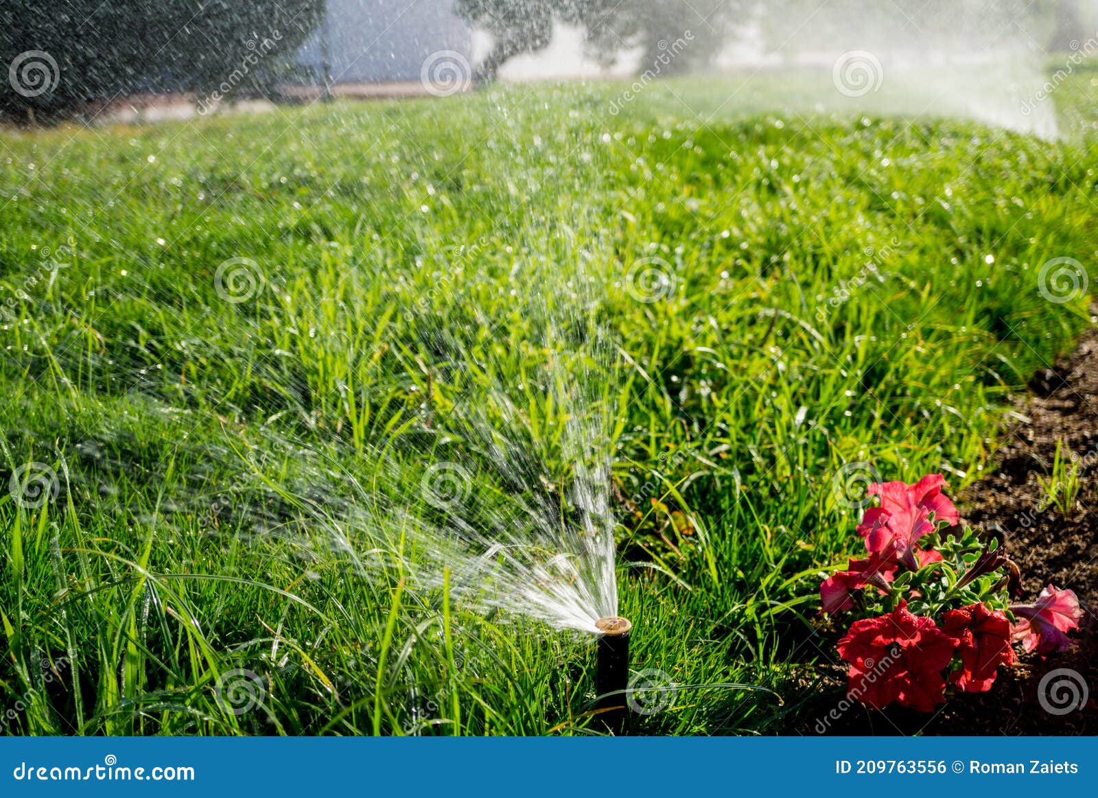 Automatic Sprinkler Watering System in the Garden Stock Photo - Image ...