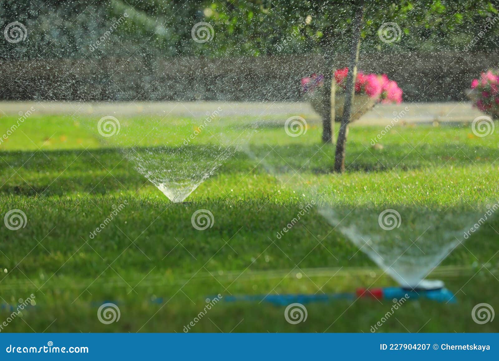 Automatic Sprinklers Watering Green Grass in Park. Irrigation System ...