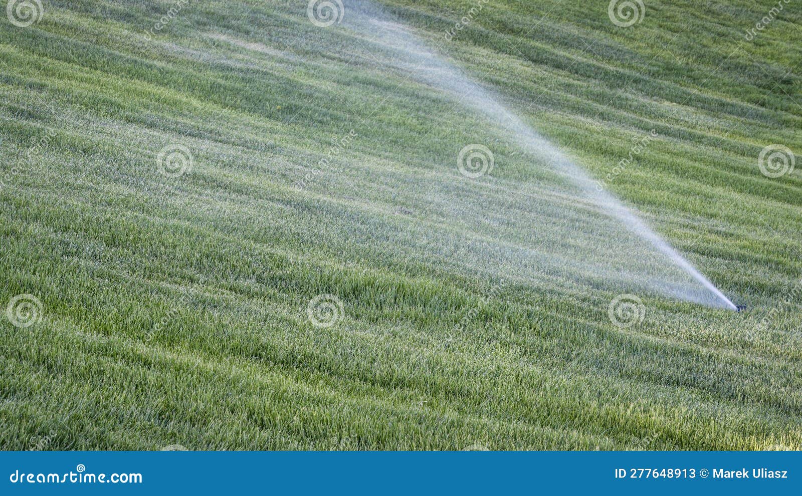 Water Sprinkler Running Over Green Lawn Stock Image - Image of watering ...