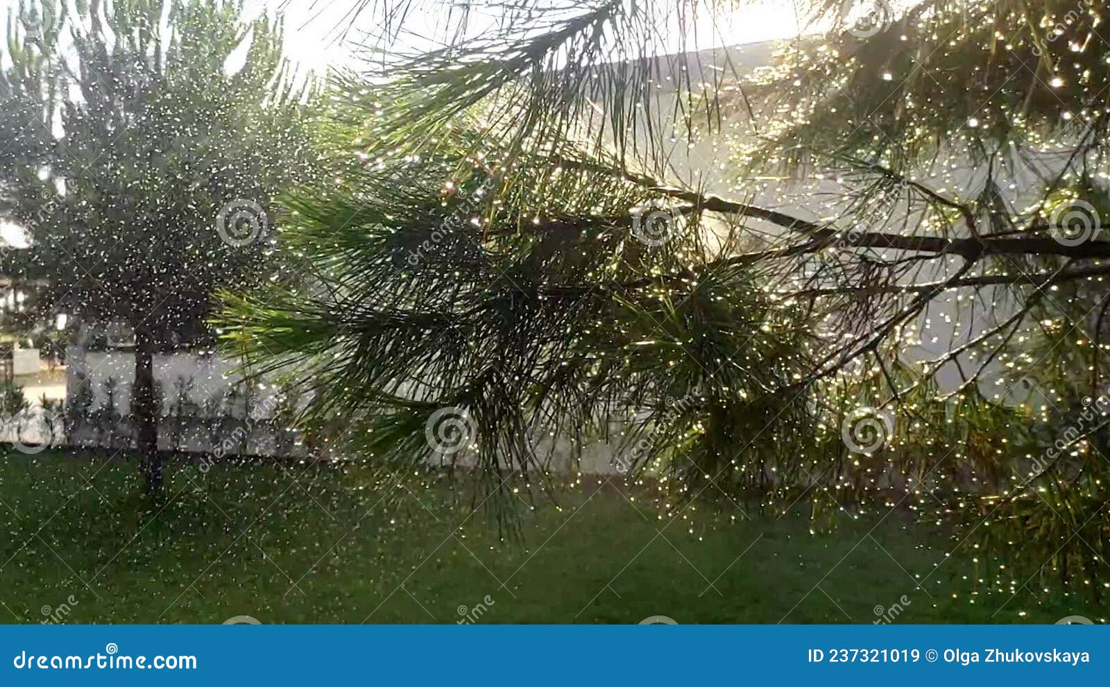 Automatic Watering of the Garden. Watering System for Trees Stock Video ...