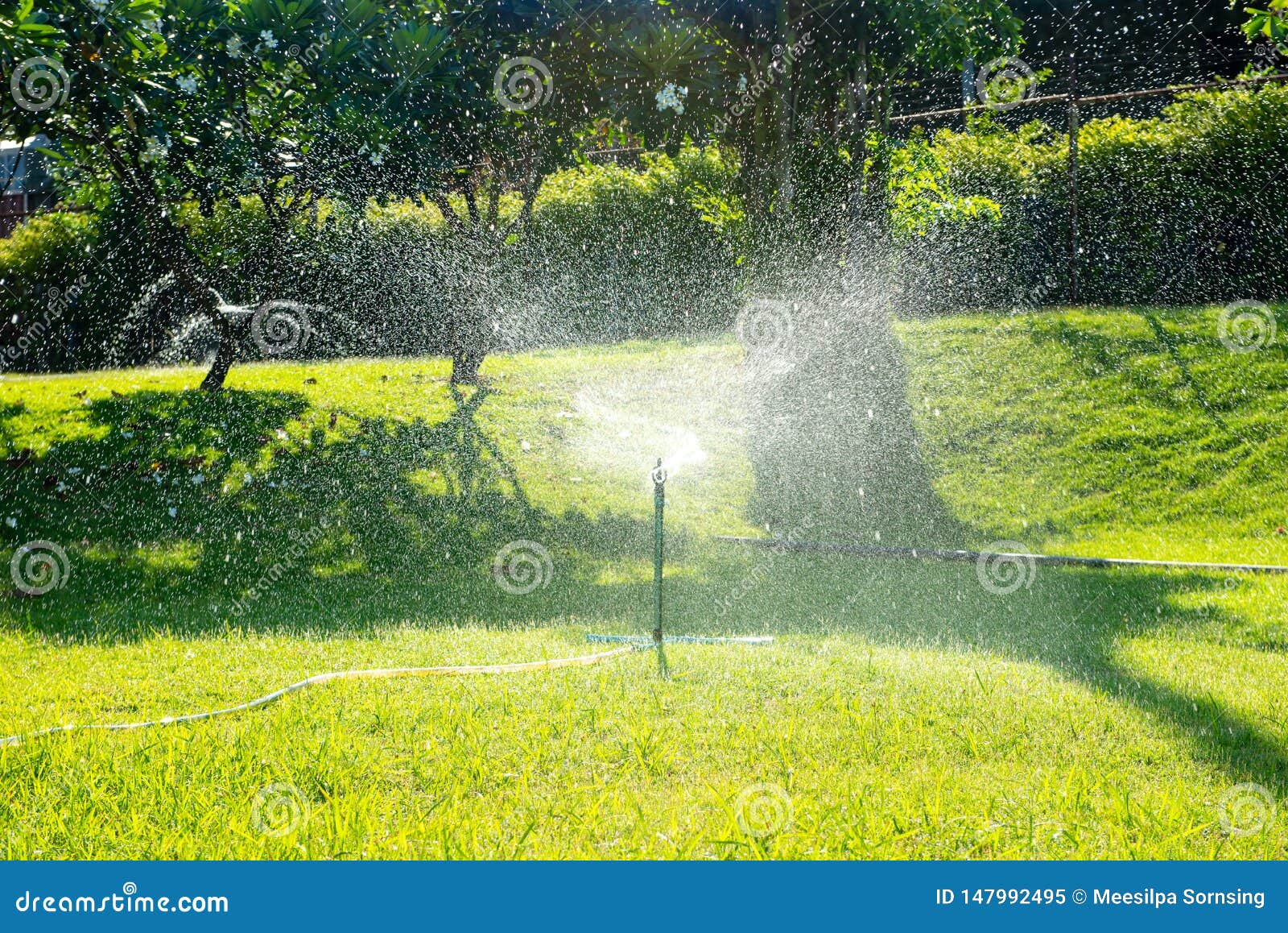Automatic Watering System and Water Sprayed from the Sprinkler for Lawn ...