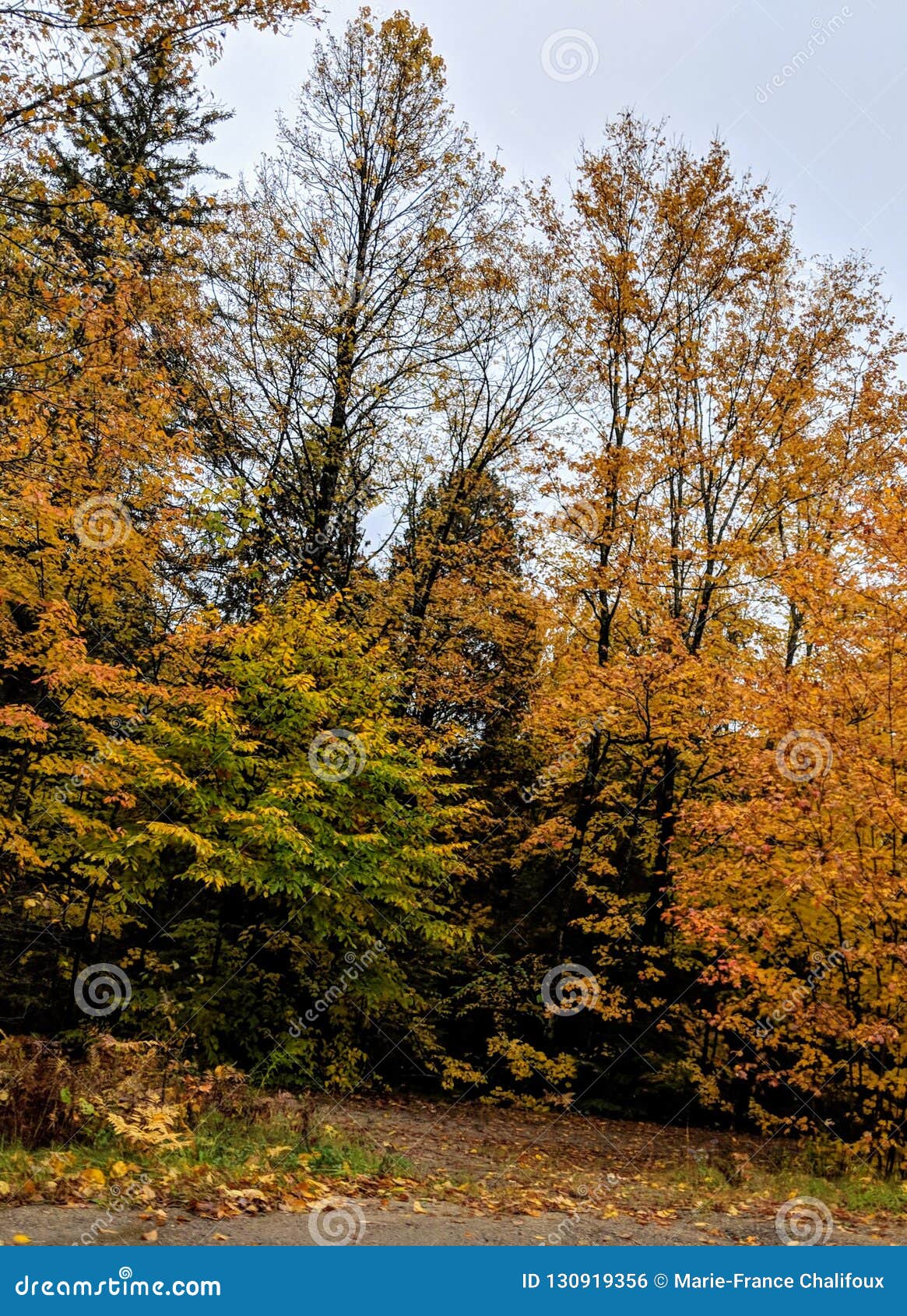 Automn color stock photo. Image of color, nature, tree - 130919356