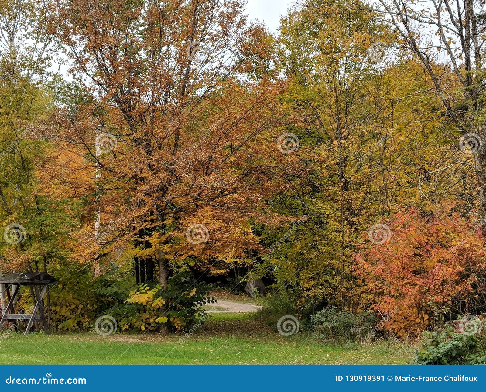 Automn color stock image. Image of nature, automn, color - 130919391