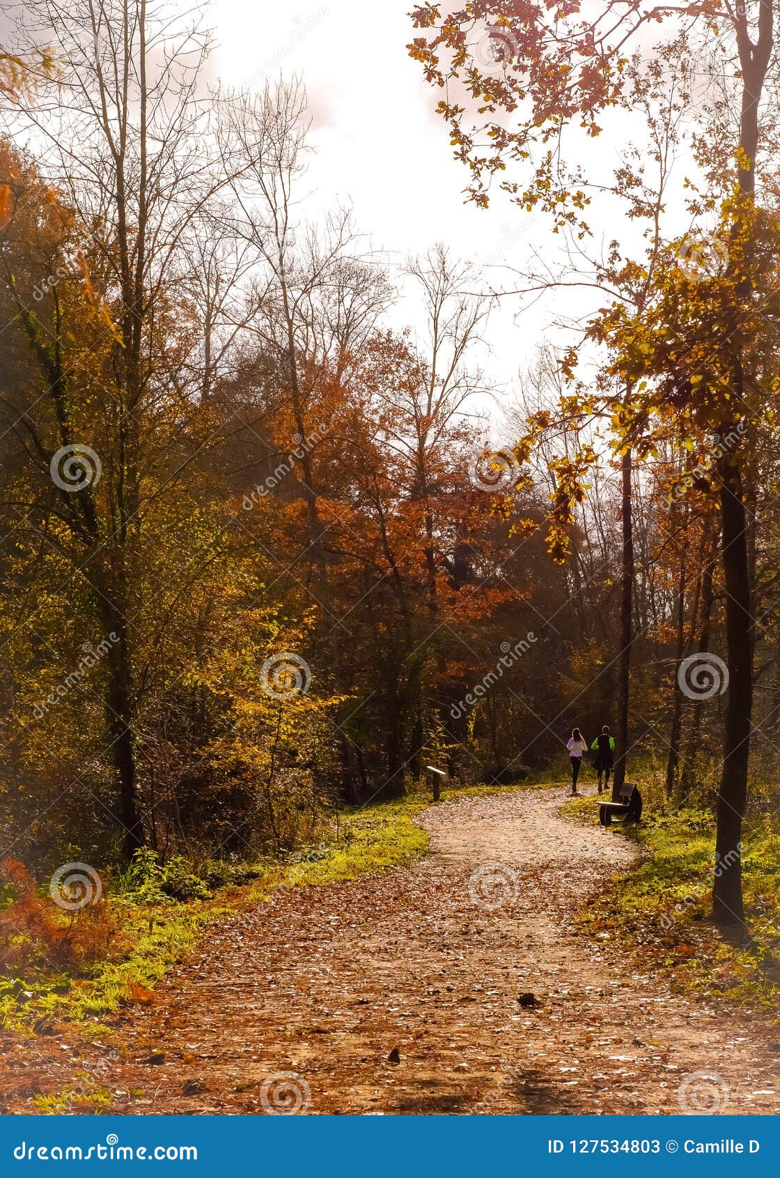 Automn stock image. Image of forest, morning, people - 127534803