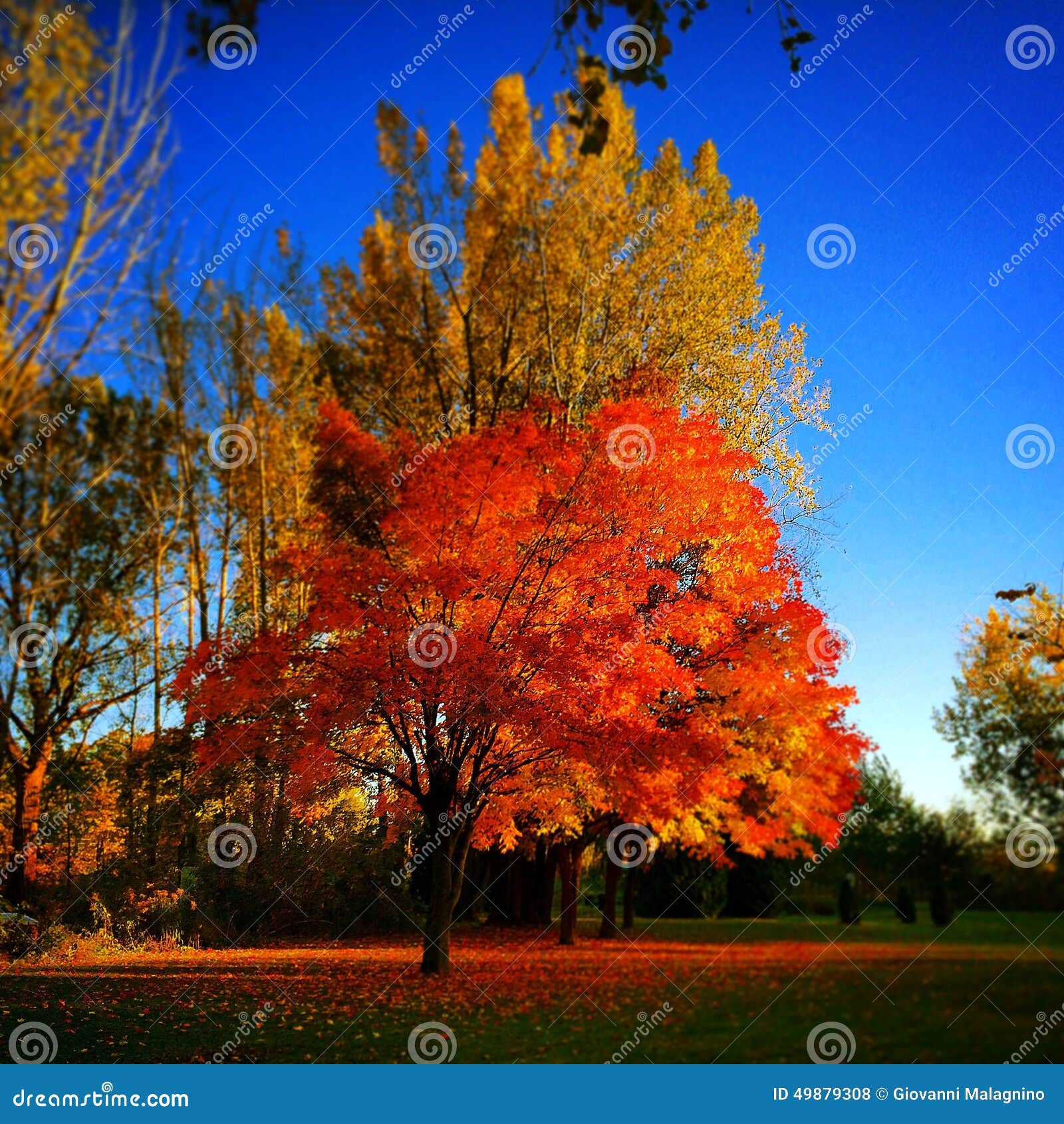Autumnal tree stock photo. Image of tree, autumnal, splendid - 49879308
