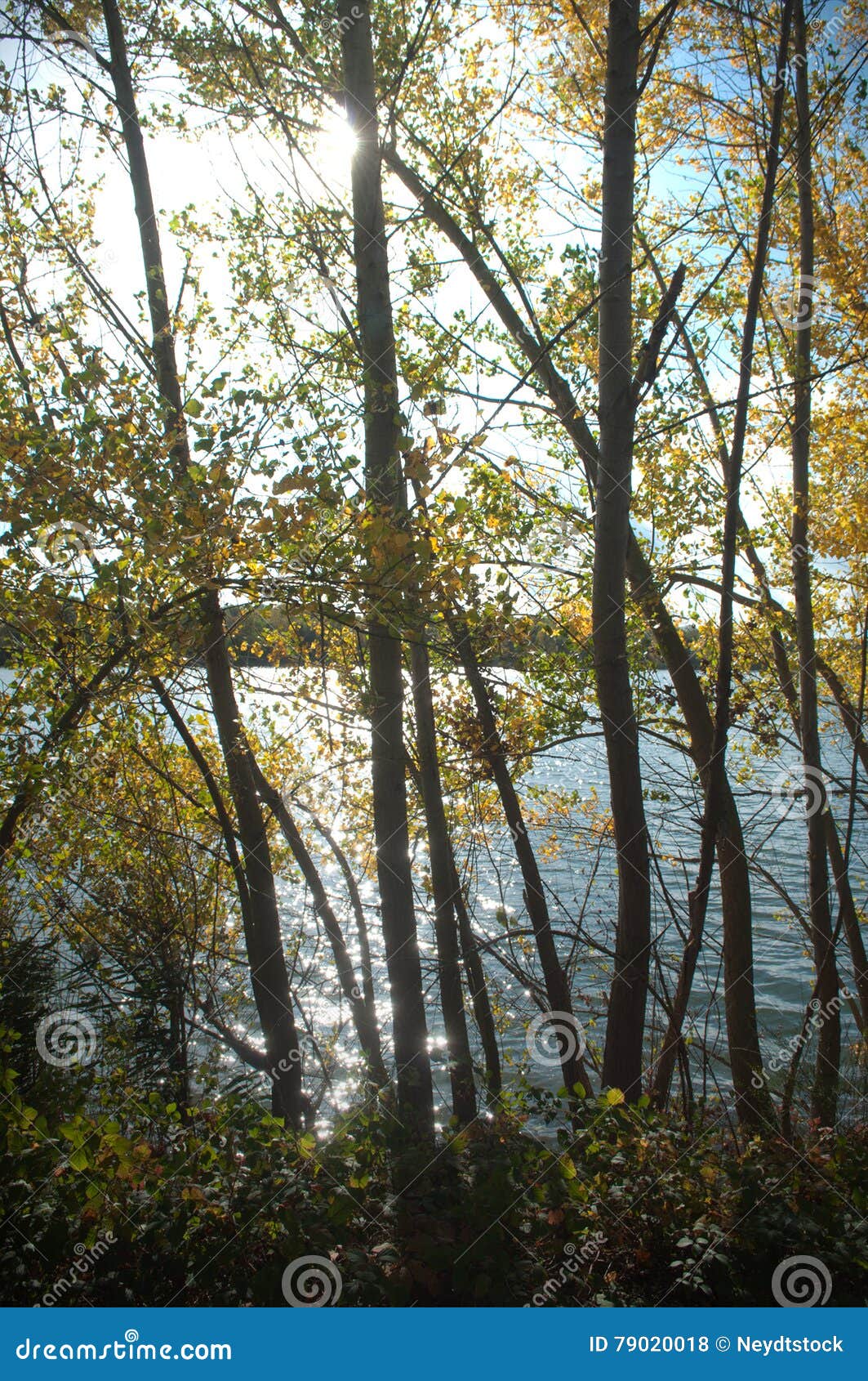 Automnal Trees in Border Lake Stock Photo - Image of autumn, green ...