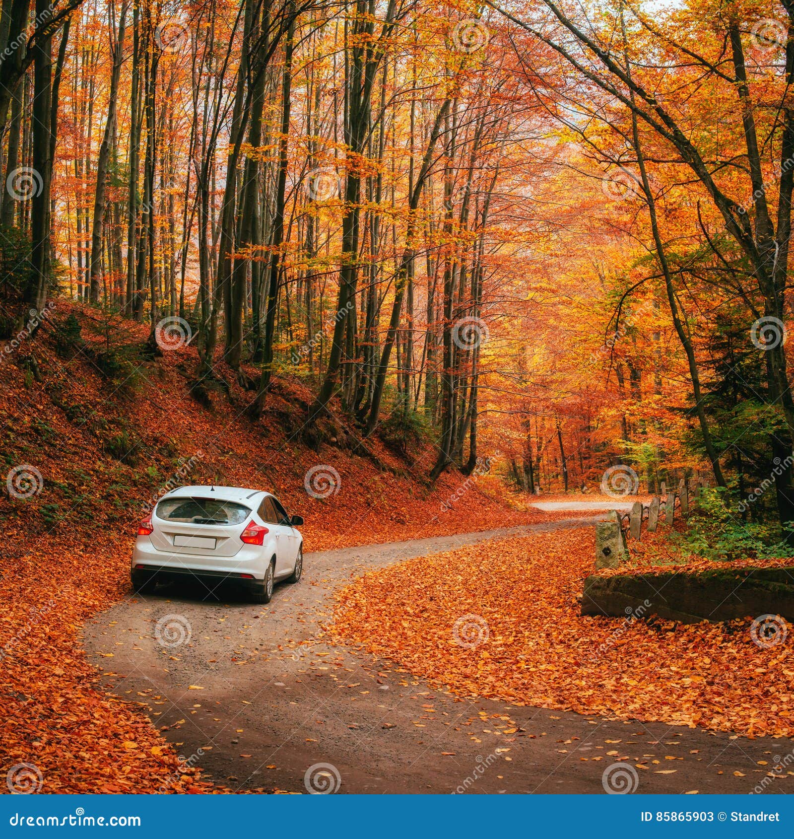 Automobile Su Un Sentiero Nel Bosco Immagine Stock - Immagine di ...