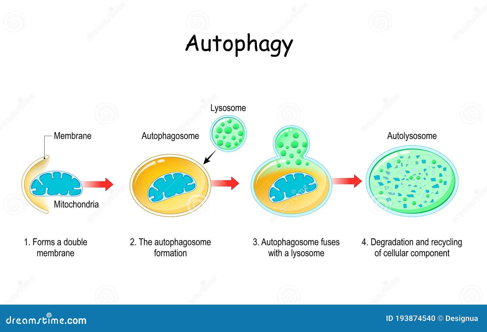 Autophagy steps stock vector. Illustration of biology - 193874540 Autophagy steps stock vector. Illustration of biology - 193874540