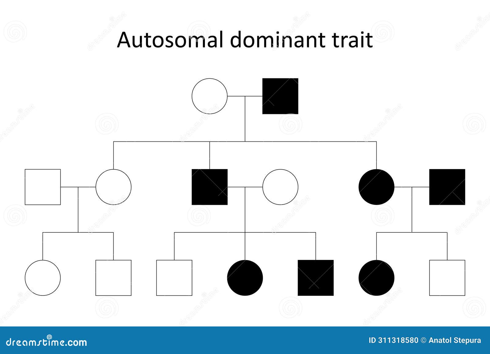 Autosomal dominant trait. stock vector. Illustration of lifestyle ...