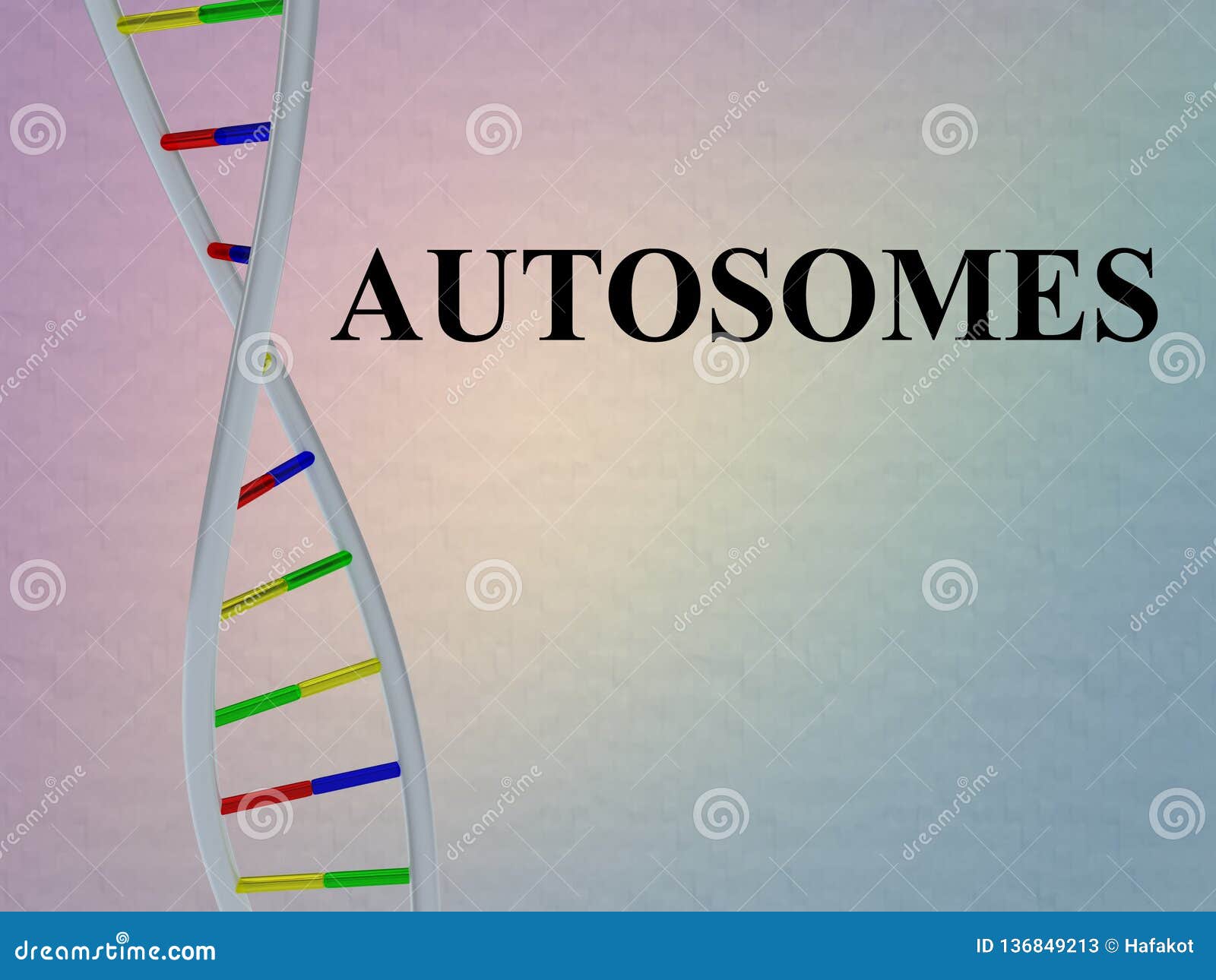 AUTOSOMES - Genetic Concept Stock Illustration - Illustration of ...