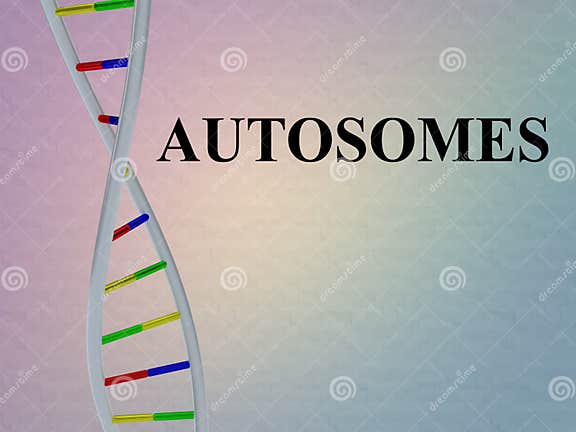 AUTOSOMES - Genetic Concept Stock Illustration - Illustration of ...