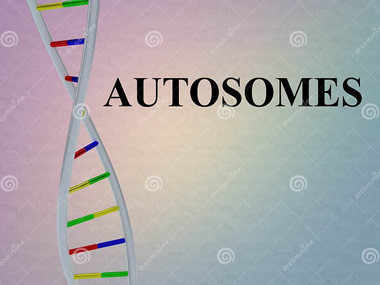 AUTOSOMES - Genetic Concept Stock Illustration - Illustration of ...