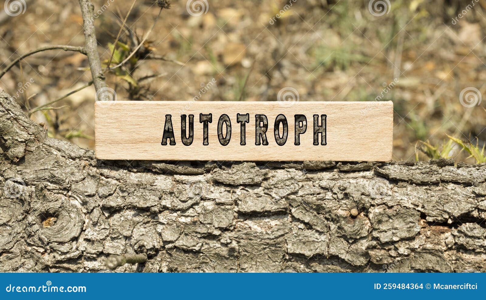 Autotroph Written on Wooden Surface. Frame on Tree Branch Stock Photo ...