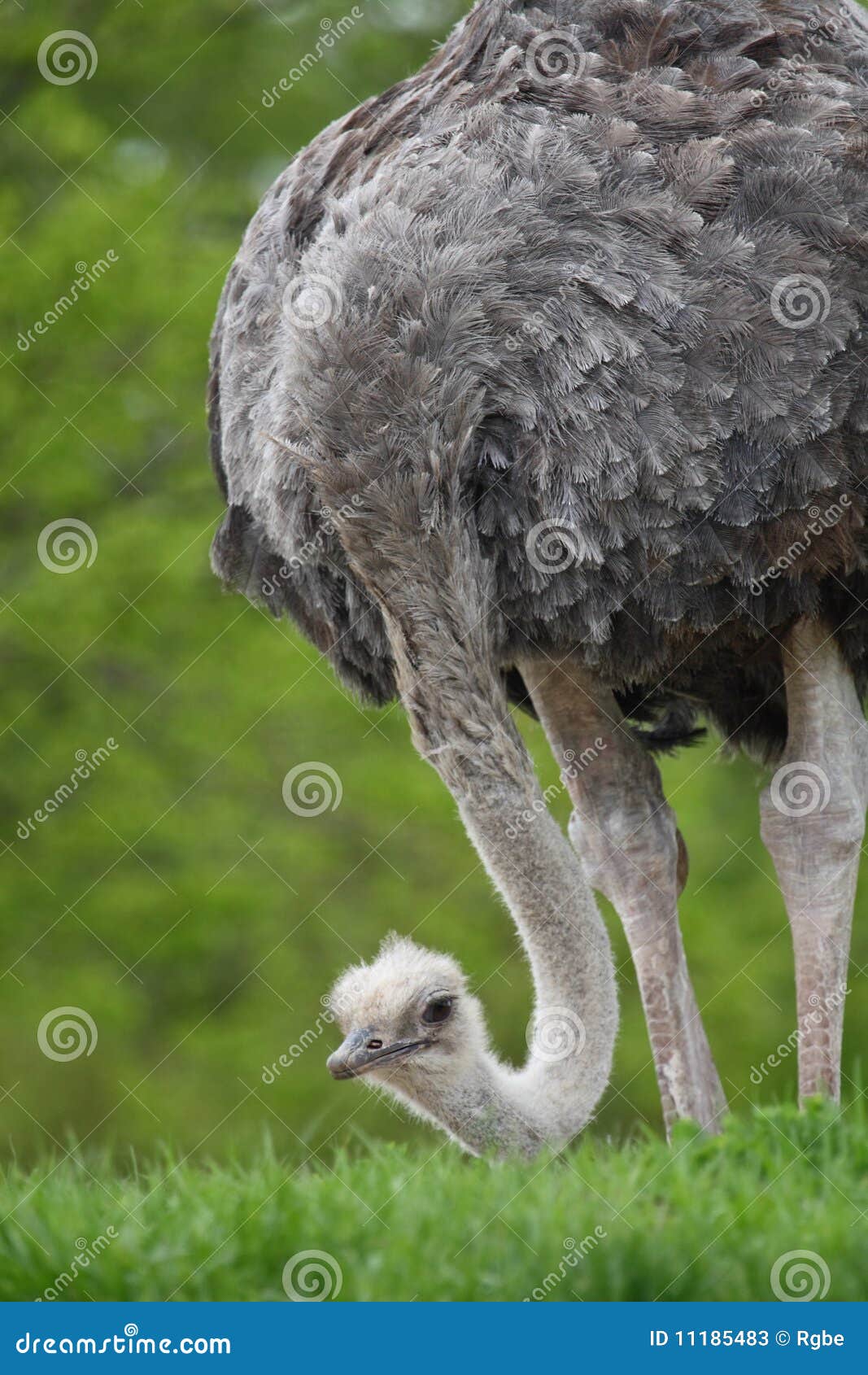 Autruche image stock. Image du autruche, vert, herbe - 11185483
