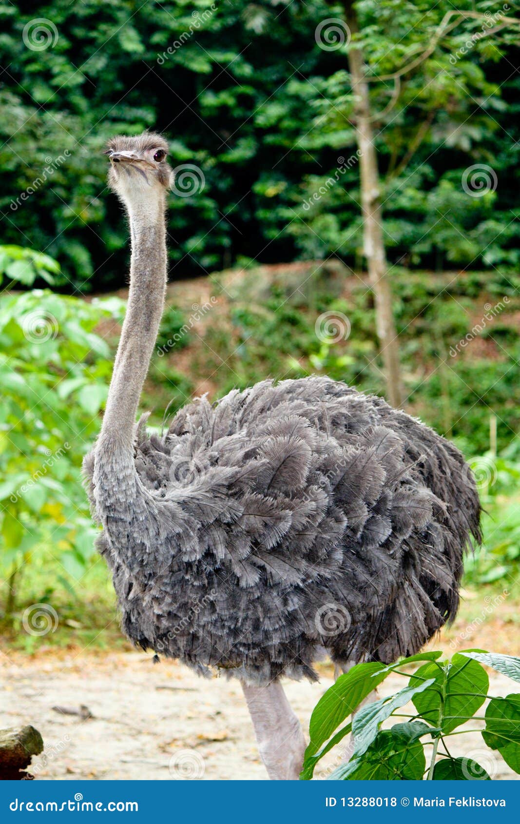 Autruche photo stock. Image du agriculture, endangered - 13288018