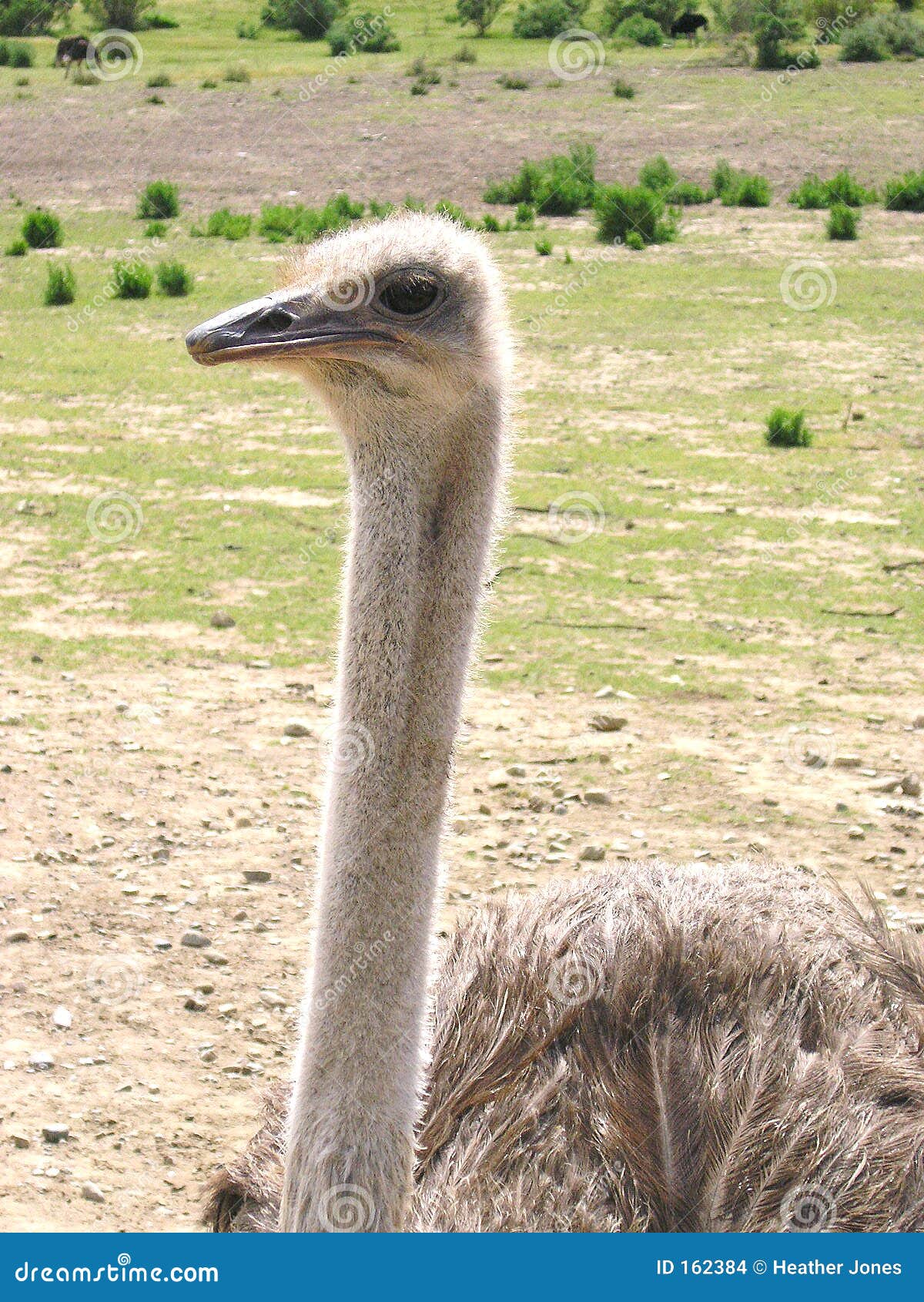 Autruche 3 photo stock. Image of oiseau, zone, barbara - 162384