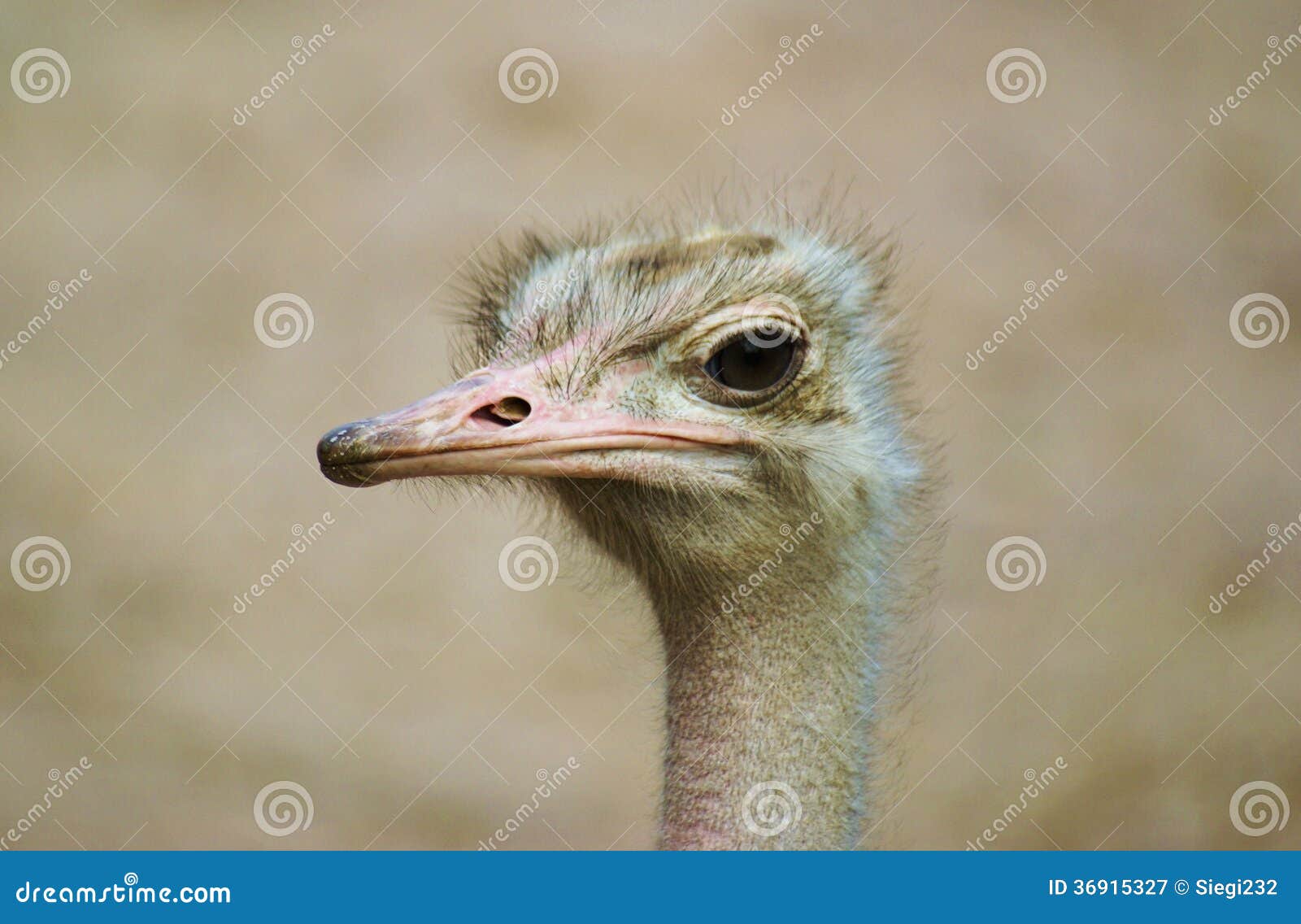 Autruche image stock. Image du autruche, profil, afrique - 36915327