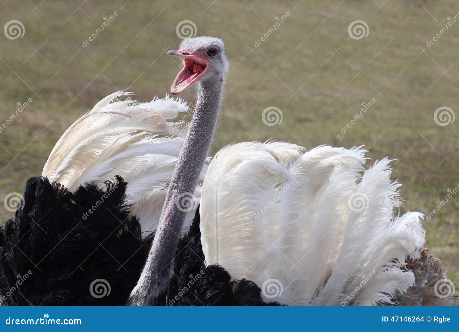 Autruche photo stock. Image du animal, nature, beau, autruche - 47146264