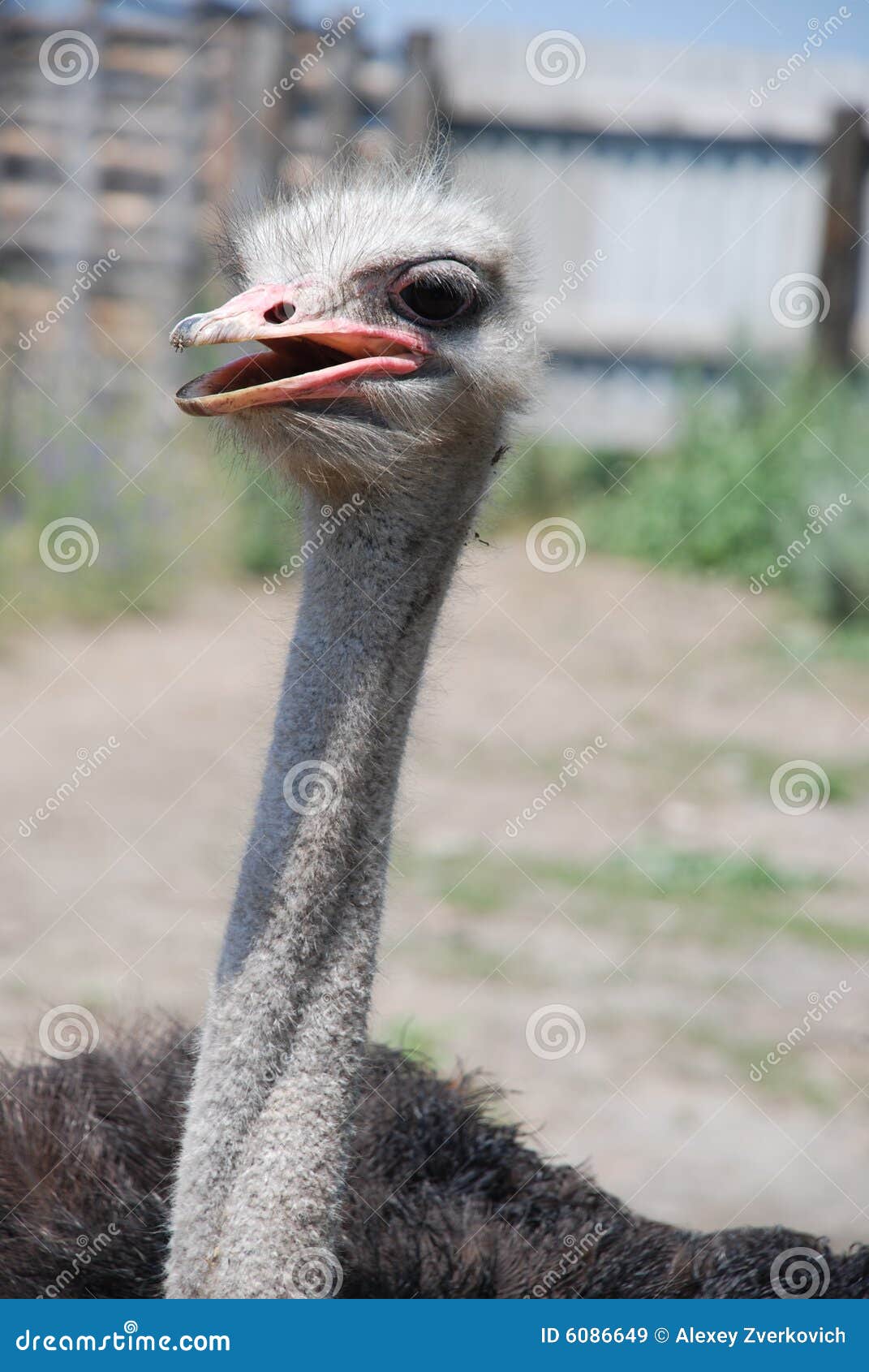 Autruche image stock. Image du ciel, yeux, écologie, oiseau - 6086649