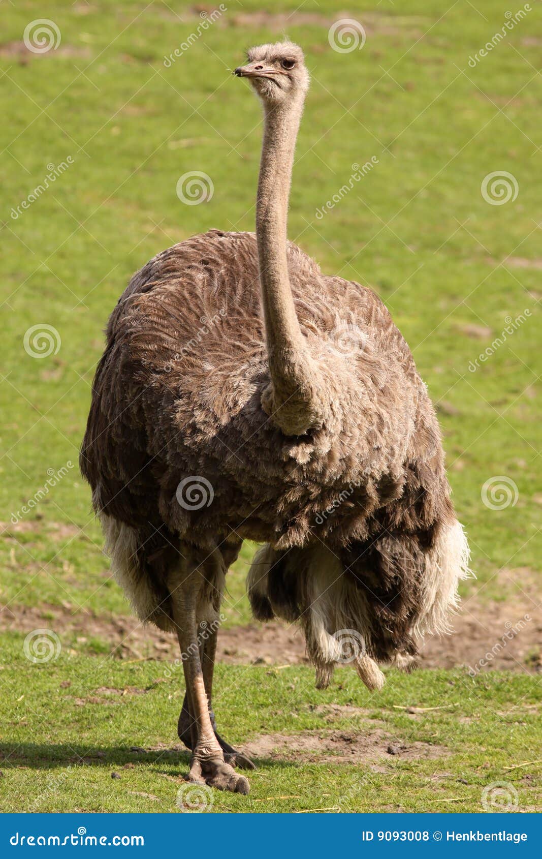 Autruche photo stock. Image du tête, sauvage, autruche - 9093008