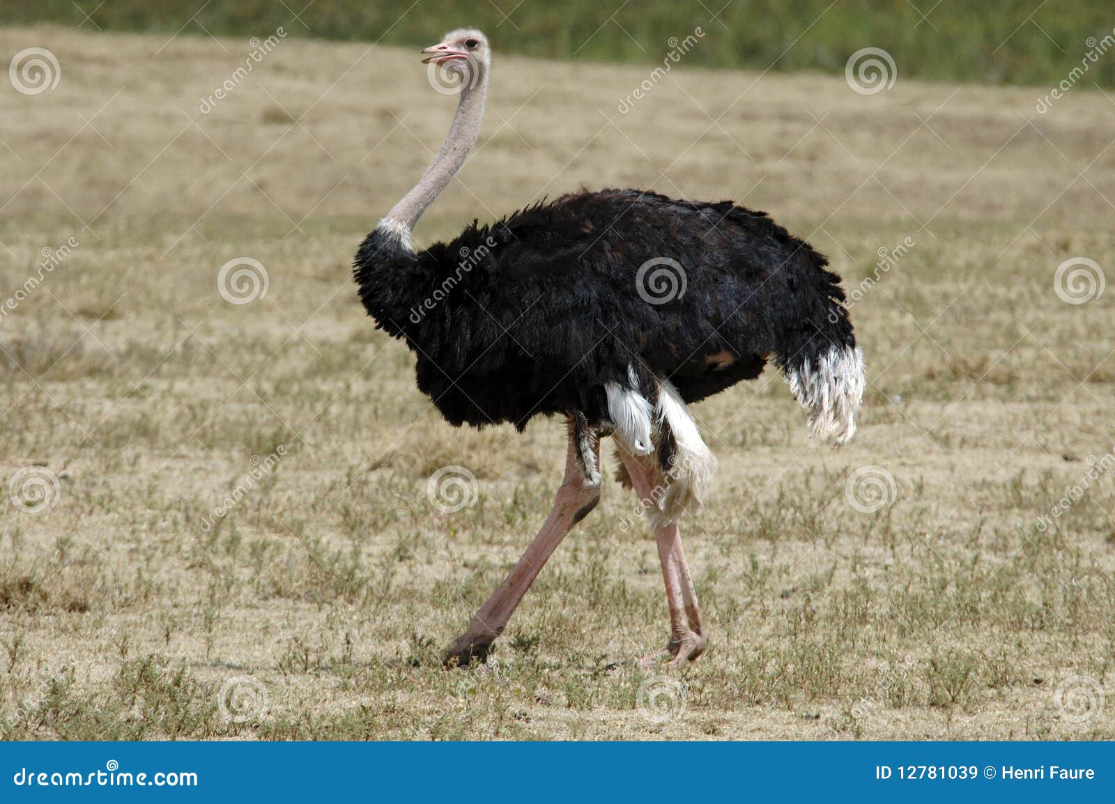 Autruche Mâle Images libres de droits - Image: 12781039