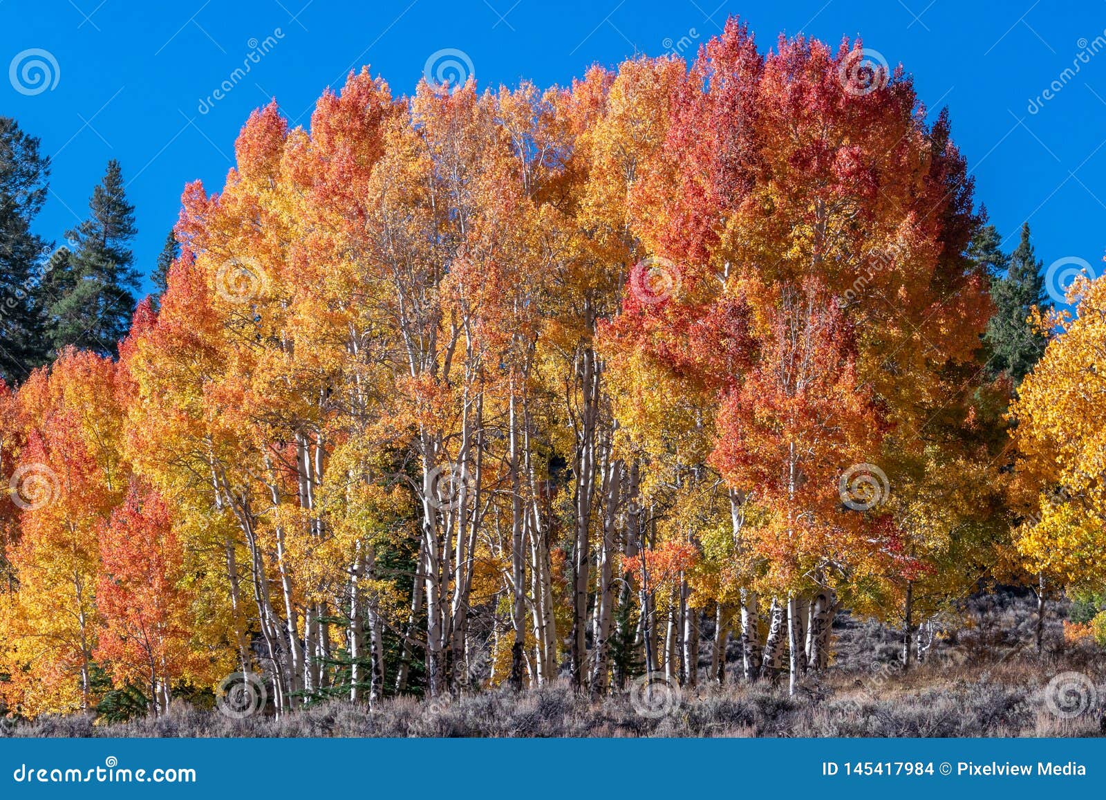 Autumn Aspen Row of Trees stock photo. Image of color - 145417984
