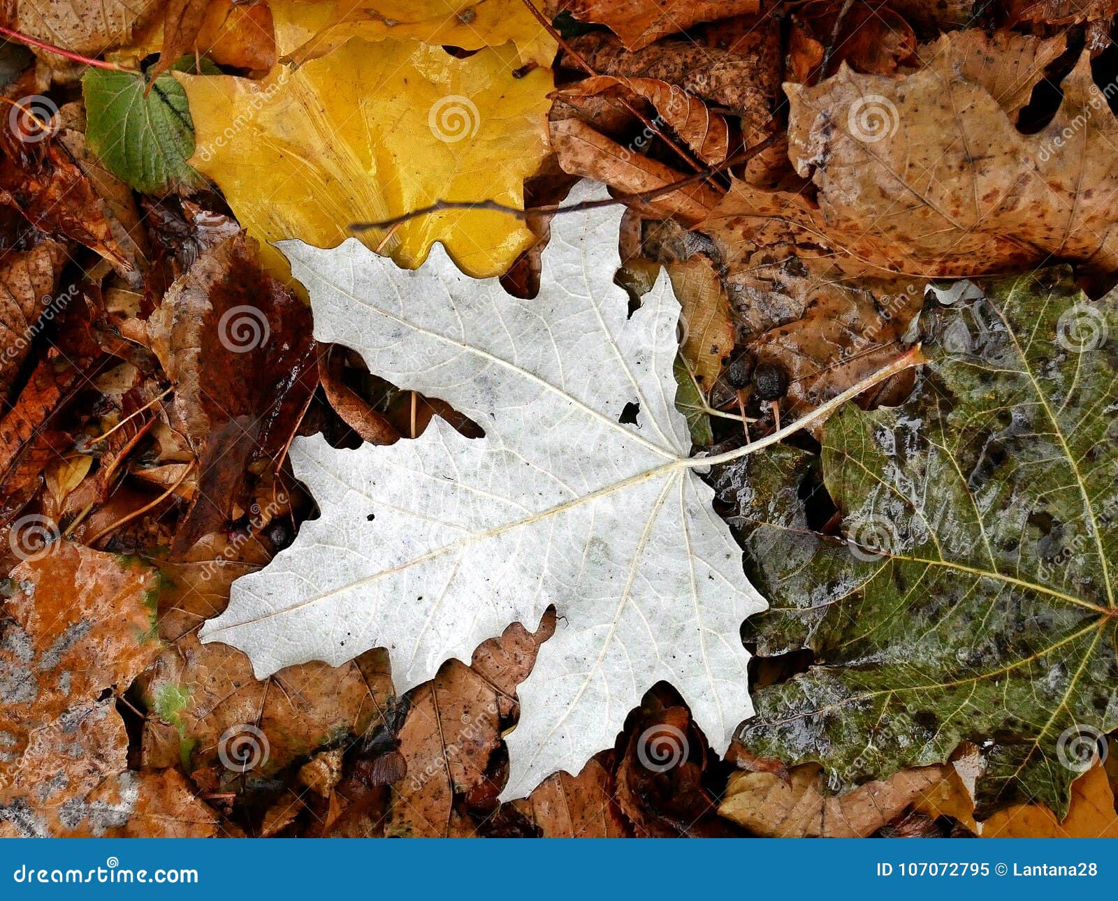 Autum Deja Blanco Amarillo De Las Ramitas Melaholy Imagen de archivo - Imagen de libre, caliente ...