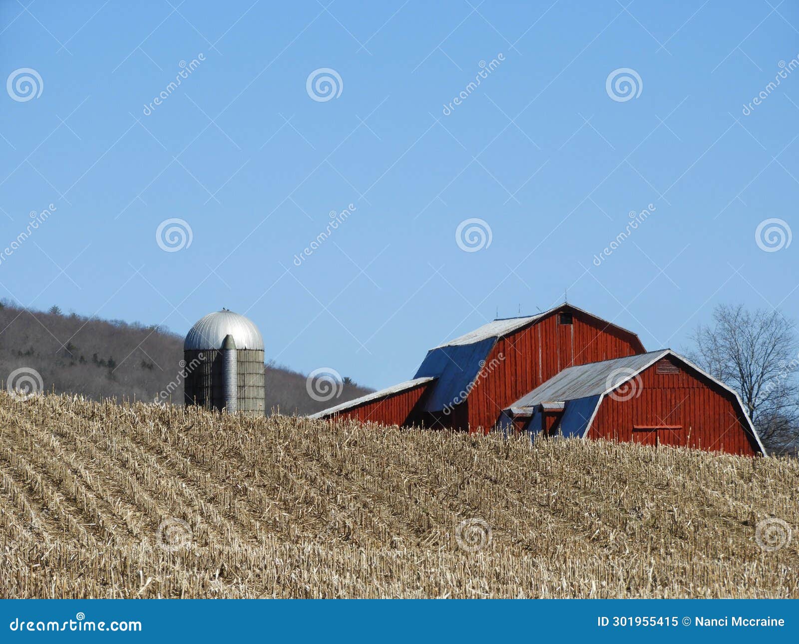 Harvested Corn Field with Red Gambrel Roof Barns Stock Image - Image of ...