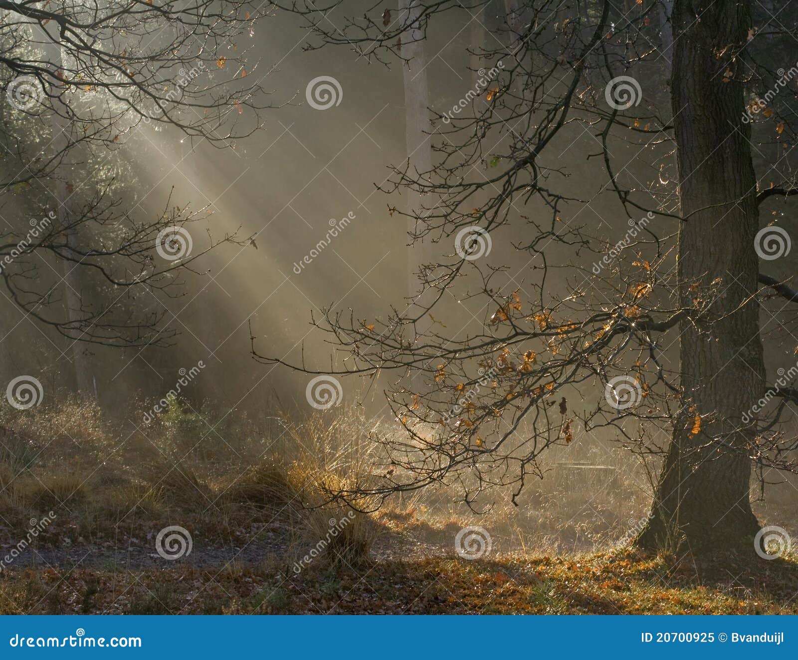 Autum forest light stock image. Image of forest, rays - 20700925