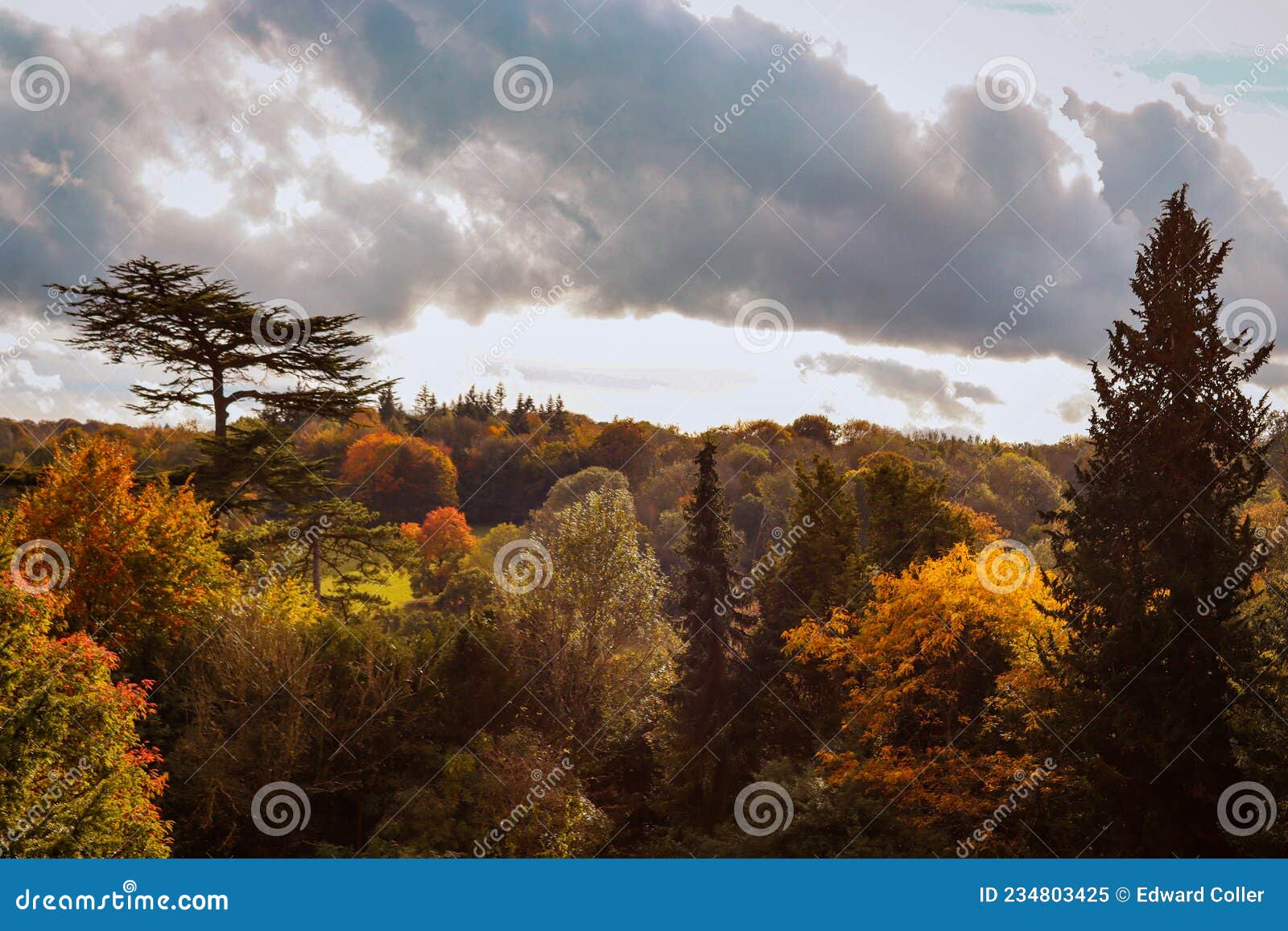 Autum forest in Surrey stock image. Image of nature - 234803425