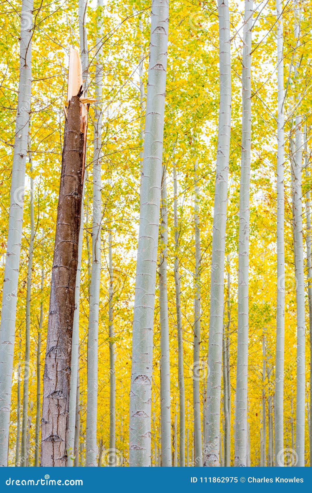 Broken Poplar Tree on a Tree Farm in Oregon during Fall Stock Image ...