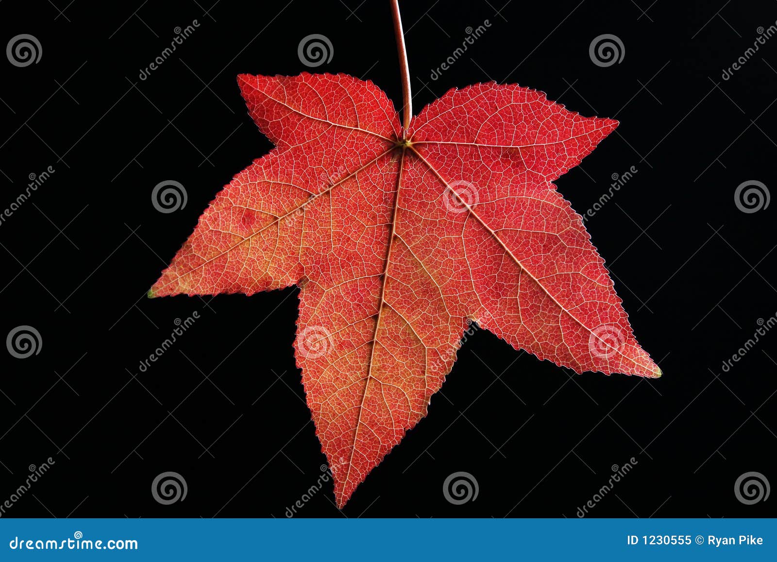 Autum leaf stock image. Image of collage, botany, grow - 1230555