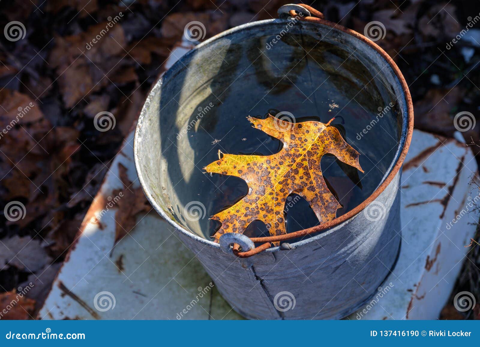 Leaf in a bucket stock photo. Image of vintage, autum - 137416190