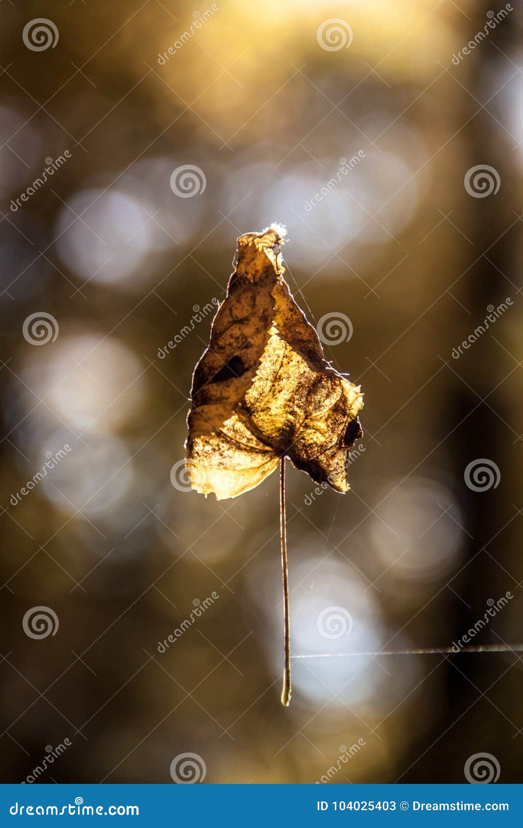 The autum leaf falling stock image. Image of tree, leaves - 104025403