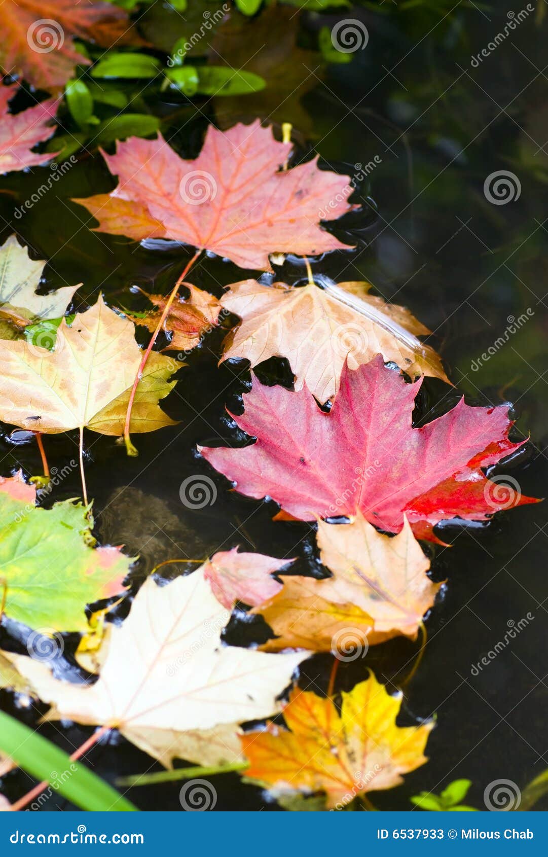 Autum leaves stock image. Image of colorful, fall, october - 6537933
