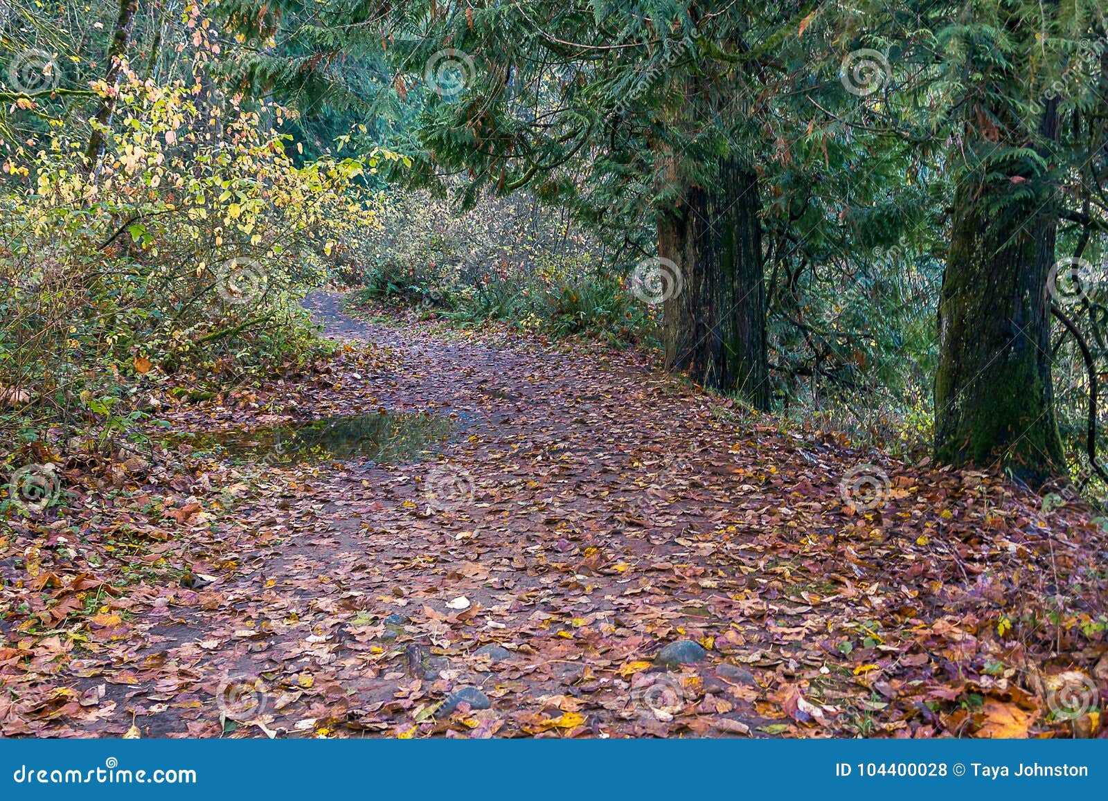 Autum path through forest stock photo. Image of perspective - 104400028
