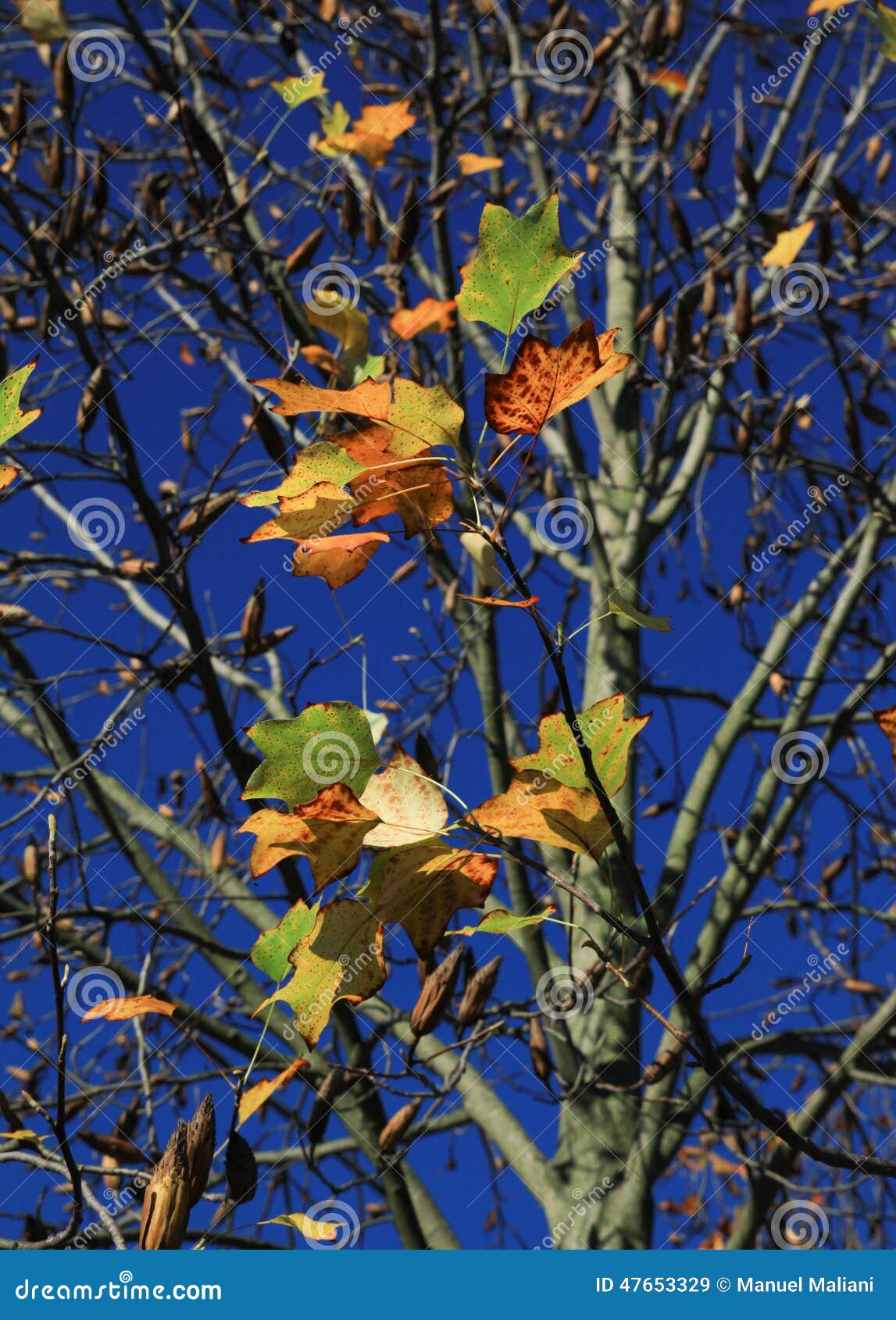 Autum s tree stock image. Image of leaf, inalia, horizontal - 47653329