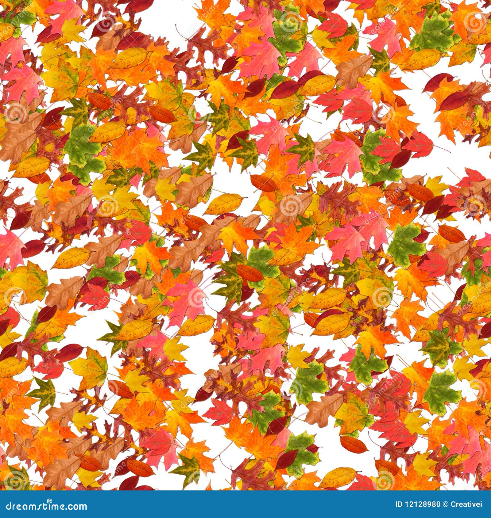 Autum Season Fall Leaf Composition Stock Photo - Image of collection ...