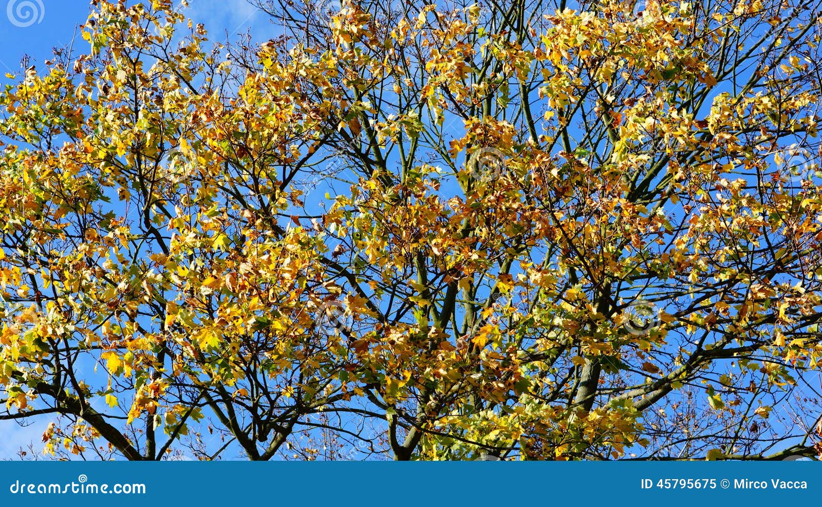 Autum tree stock image. Image of autumn, leaves, autum - 45795675