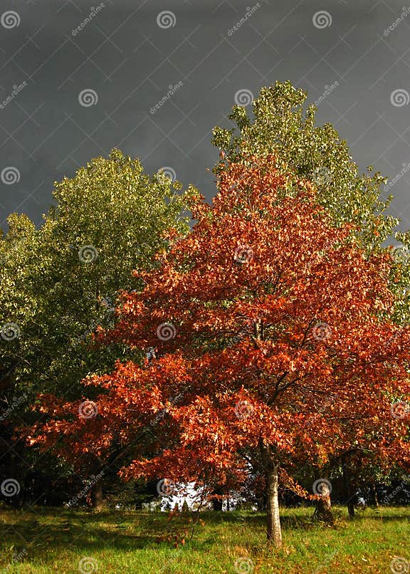Autum Trees with Storm Clouds Stock Photo - Image of forest, autumn ...